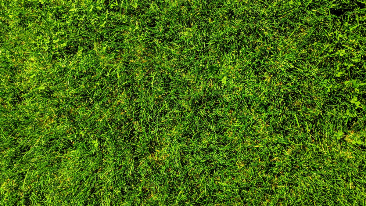 Les conseils à suivre pour un gazon vert et bien entretenu