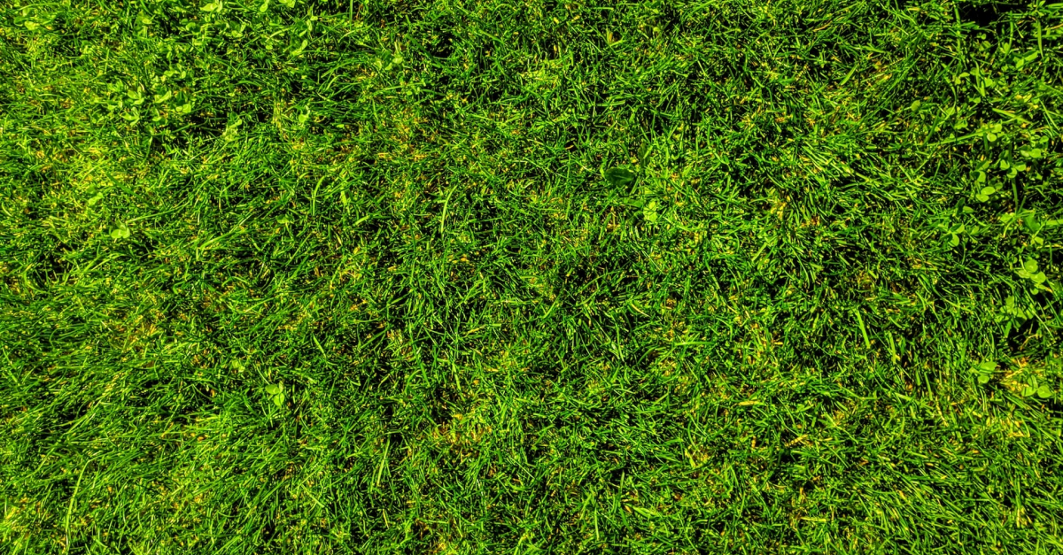 Les conseils à suivre pour un gazon vert et bien entretenu