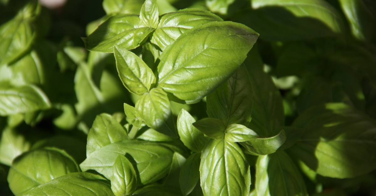 Basilic : Comment le cultiver et en profiter tout l'été dans vos plats ...