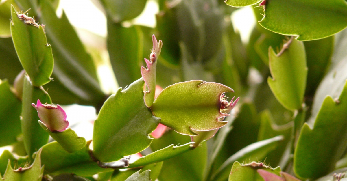 Prenez soin de votre cactus avec cet ingrédient magique recommandé par ...