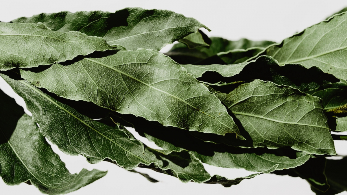 Tous les bienfaits du laurier : une plante aromatique au service de ...